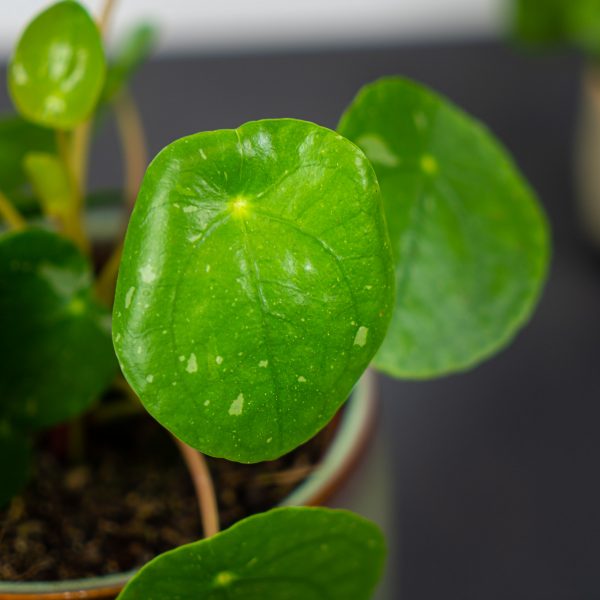 Pilea peperomioides variegata 'white sugar splash' (pieniążek) - Sklep ...