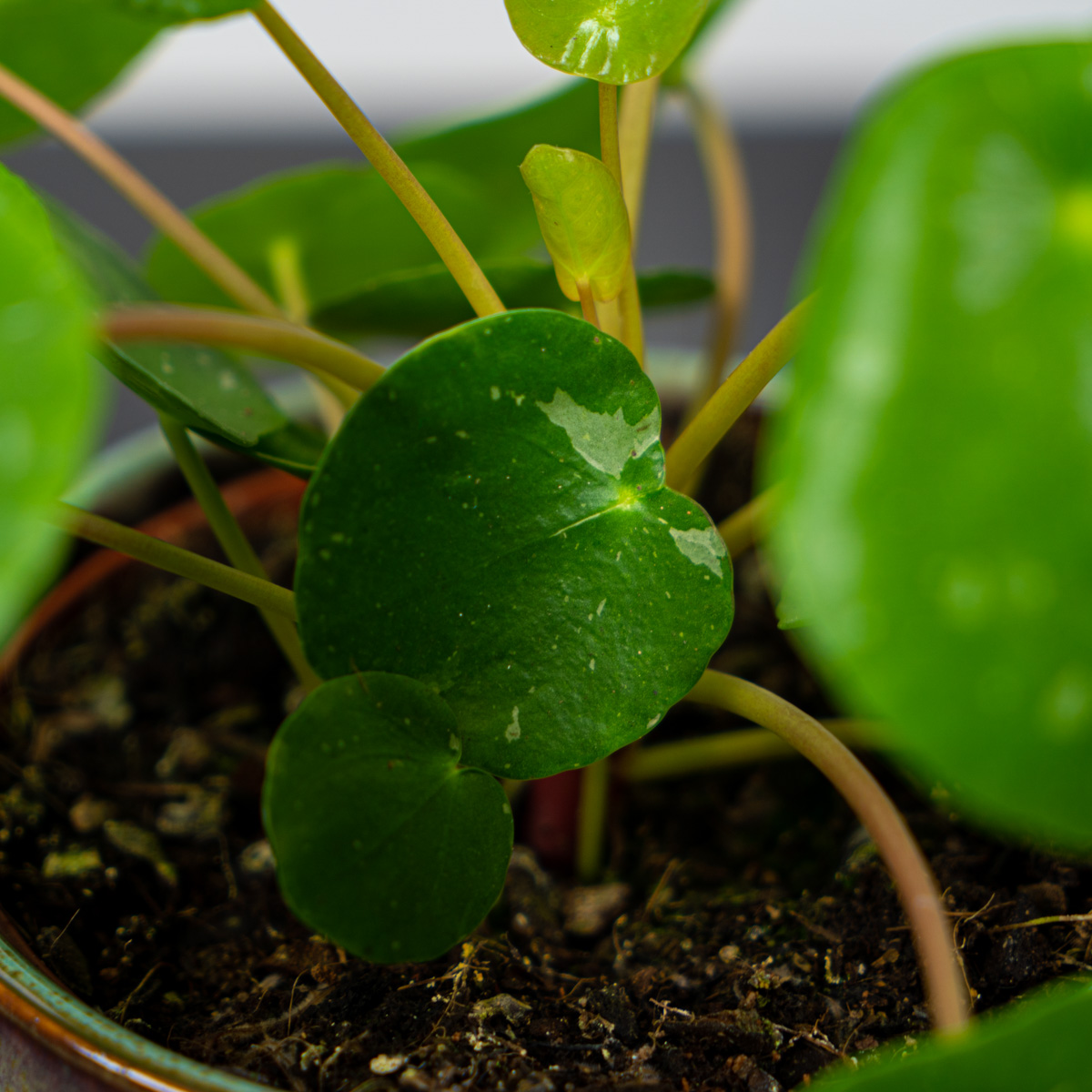 Pilea peperomioides variegata 'white sugar splash' (pieniążek) - Sklep ...