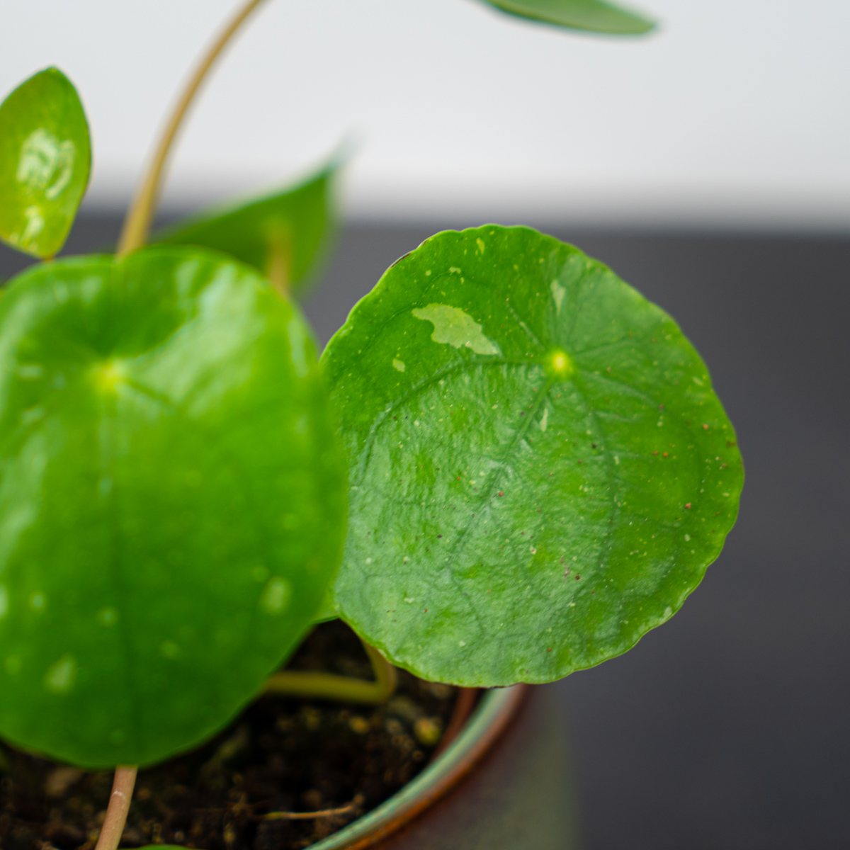 Pilea peperomioides variegata 'white sugar splash' (pieniążek) - Sklep ...