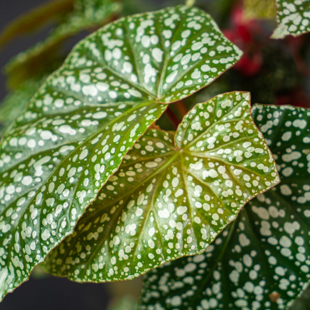 Begonia snow white - Mała Szklarnia