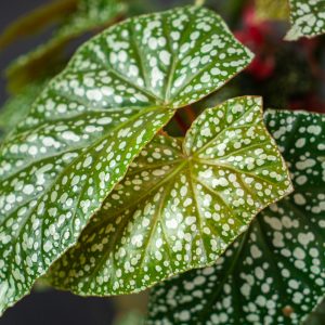 Begonia snow white - Mała Szklarnia