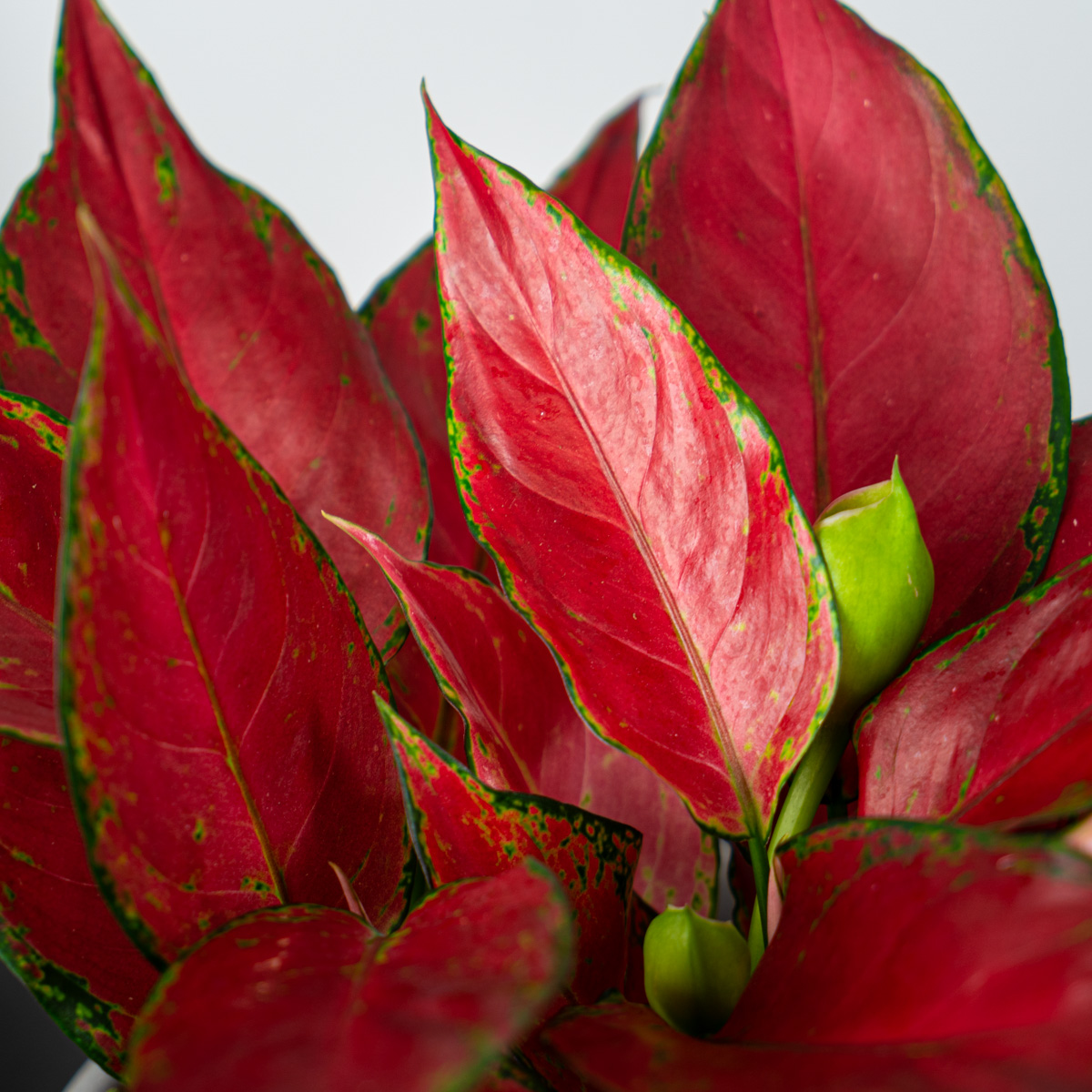 Aglaonema red master - Sklep z roślinami Mała Szklarnia