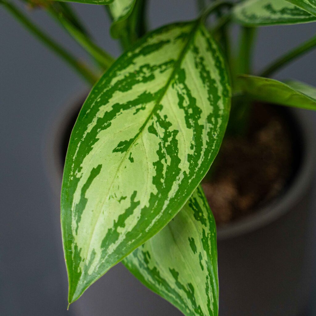 Aglaonema maria christina - Mała Szklarnia