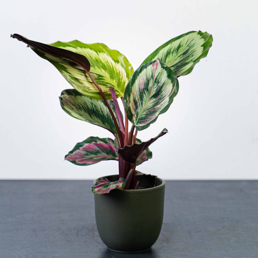 Calathea medallion v2 (new hybrid) - Sklep z roślinami Mała Szklarnia Calathea medallion v2 (new hybrid) - Sklep z roślinami Mała Szklarnia