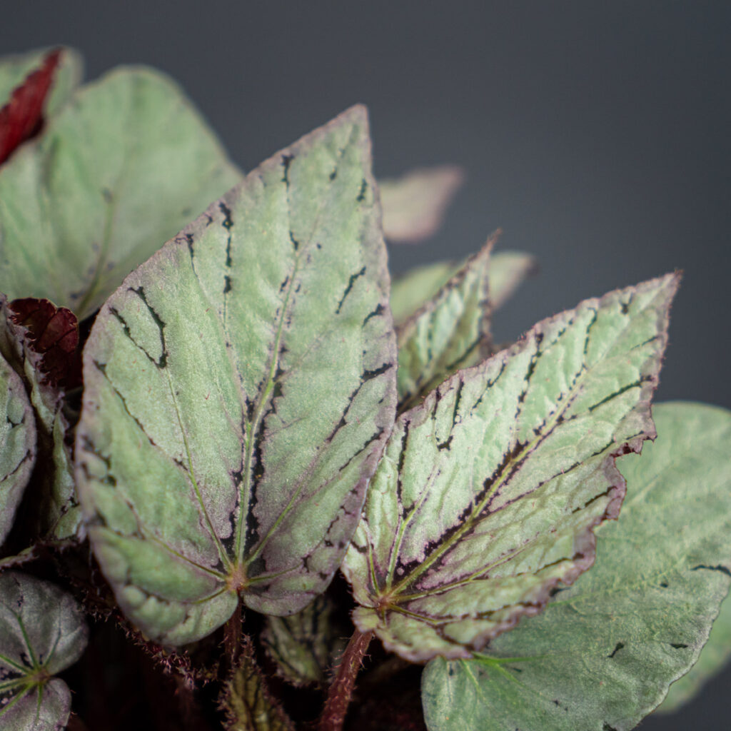 Begonia rex beleaf arctic breeze - Mała Szklarnia