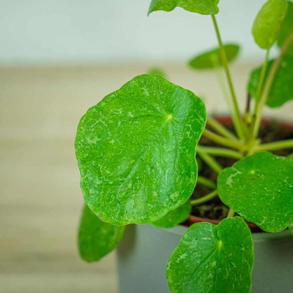 Pilea peperomioides variegata 'white sugar splash' (pieniążek) - Mała ...