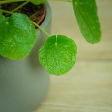 Pilea peperomioides variegata 'white sugar splash' (pieniążek) - Mała ...