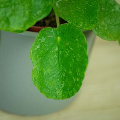 Pilea peperomioides variegata 'white sugar splash' (pieniążek) - Mała ...