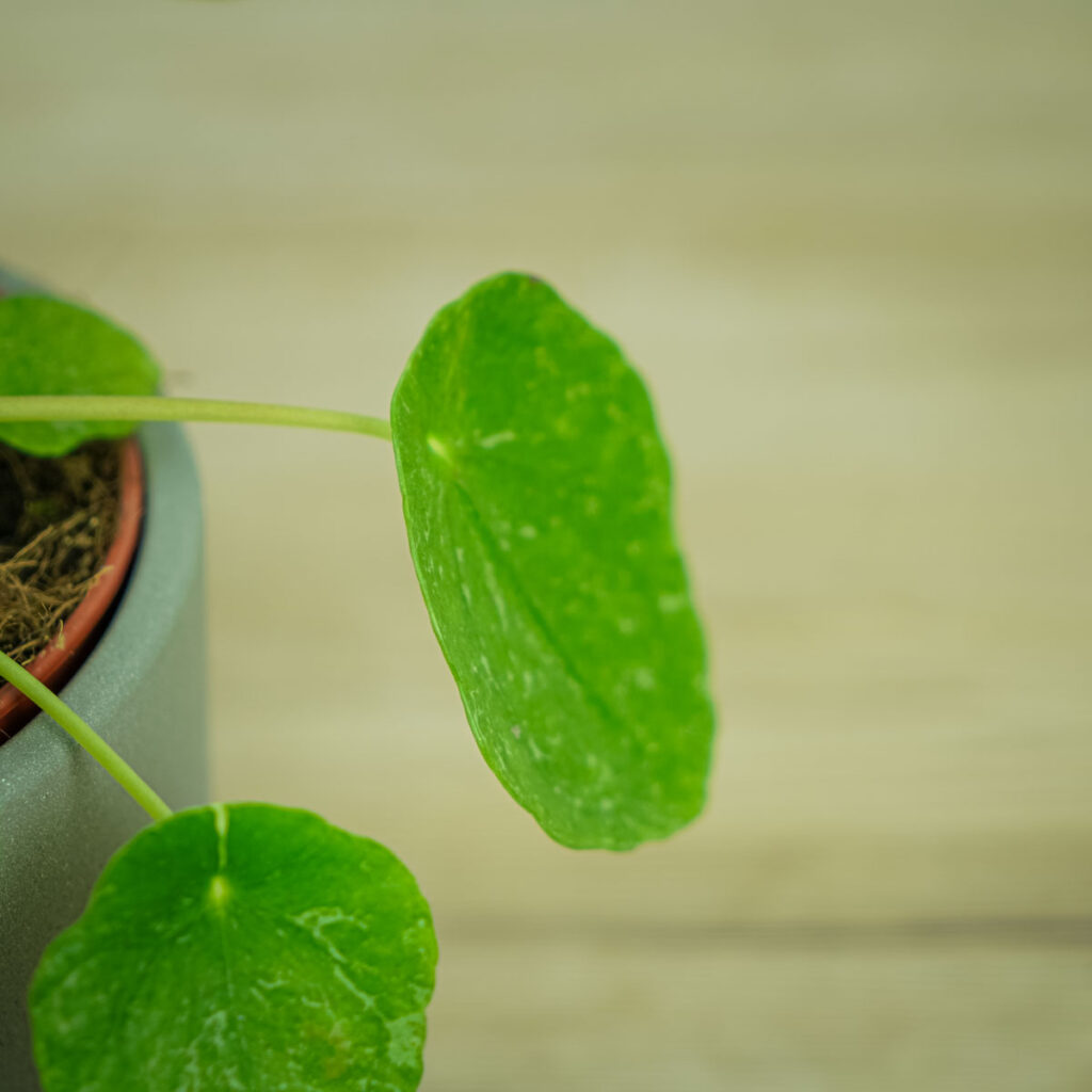 Pilea peperomioides variegata 'white sugar splash' (pieniążek) - Mała ...