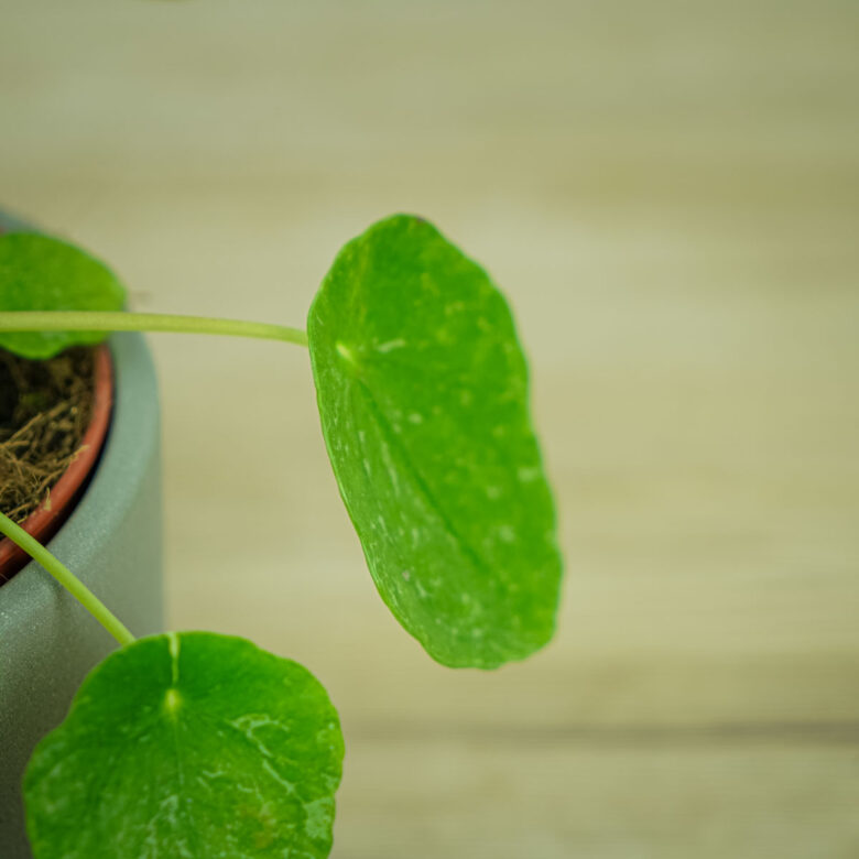 Pilea peperomioides variegata 'white sugar splash' (pieniążek) - Mała ...