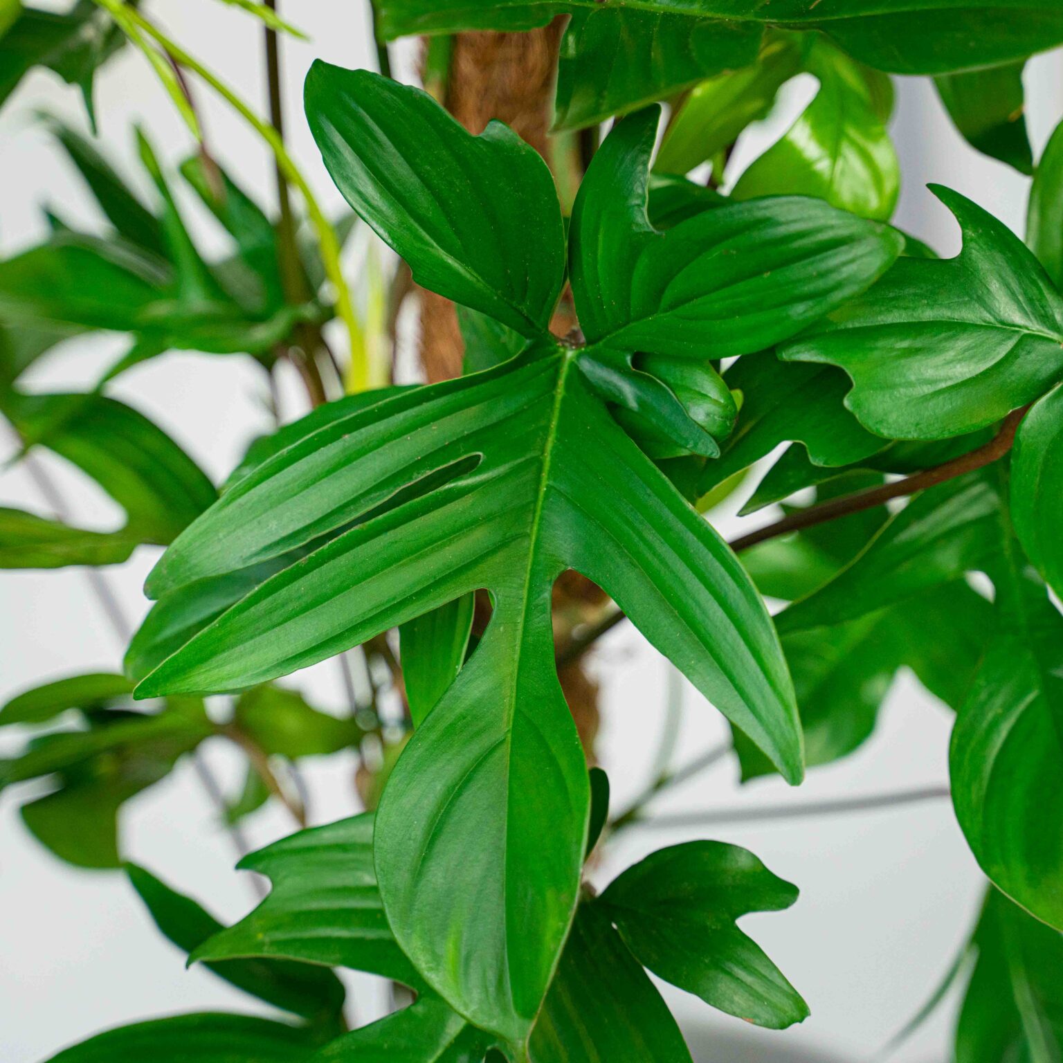 Philodendron pedatum red petiole - Mała Szklarnia