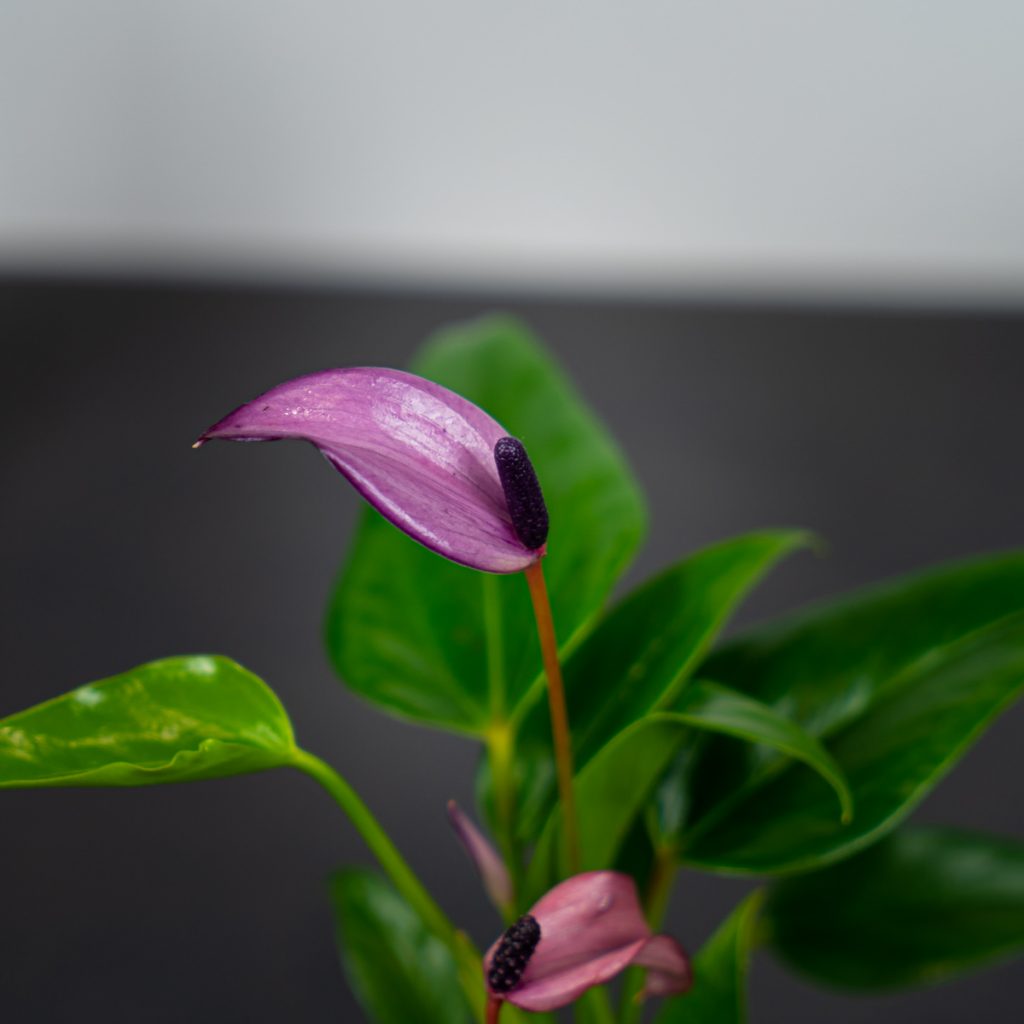 Anthurium zizou baby - Mała Szklarnia