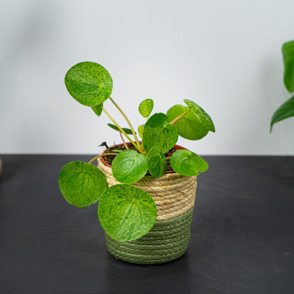 Pilea peperomioides variegata 'mojito' (pieniążek) - Sklep z roślinami ...