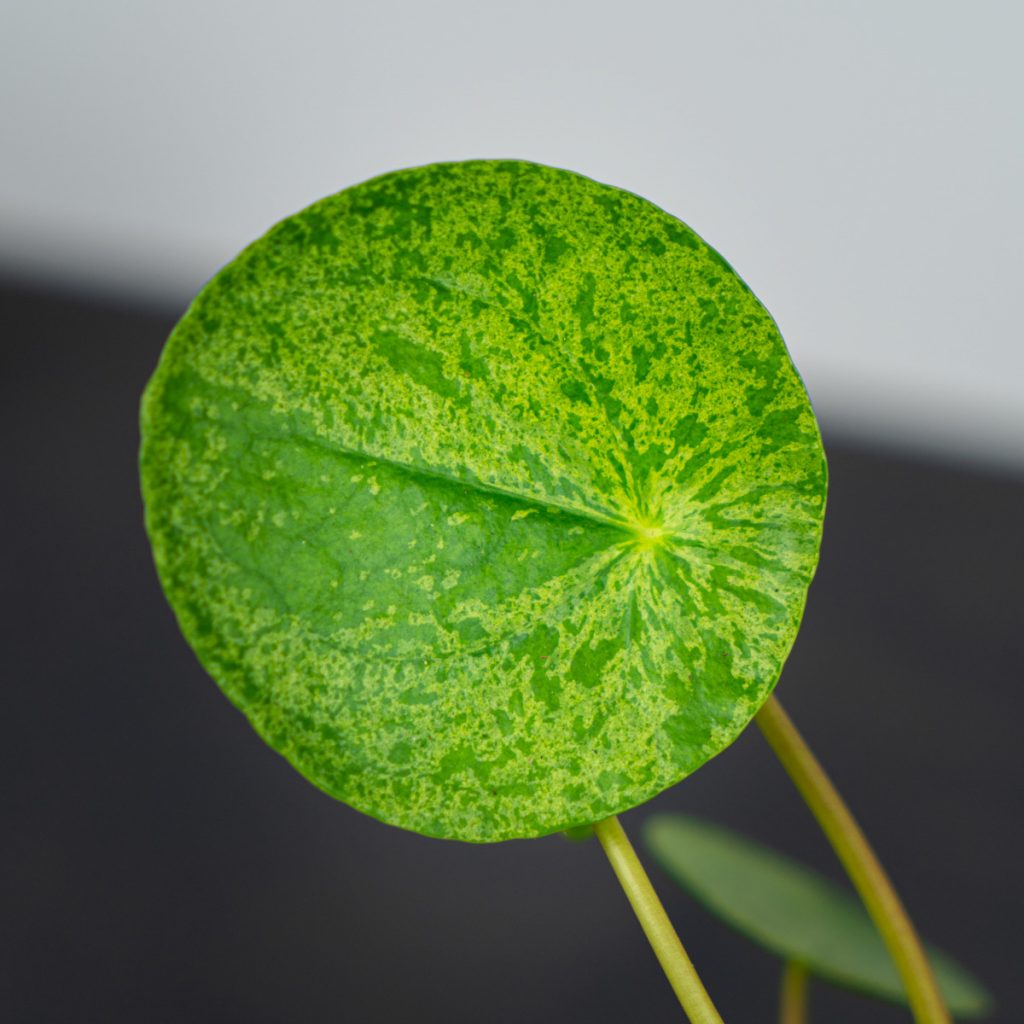 Pilea peperomioides variegata 'mojito' (pieniążek) - Sklep z roślinami ...