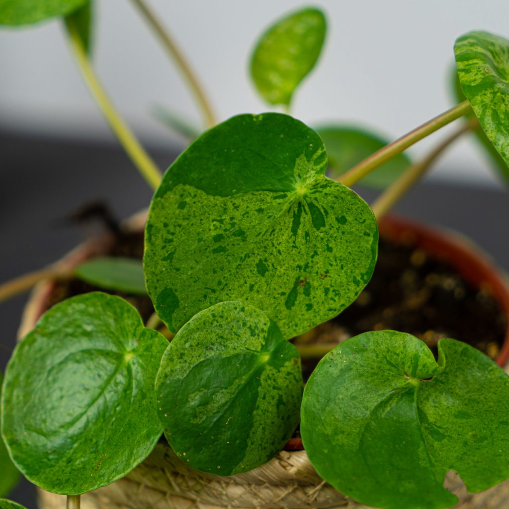 Pilea peperomioides variegata 'mojito' (pieniążek) - Sklep z roślinami ...