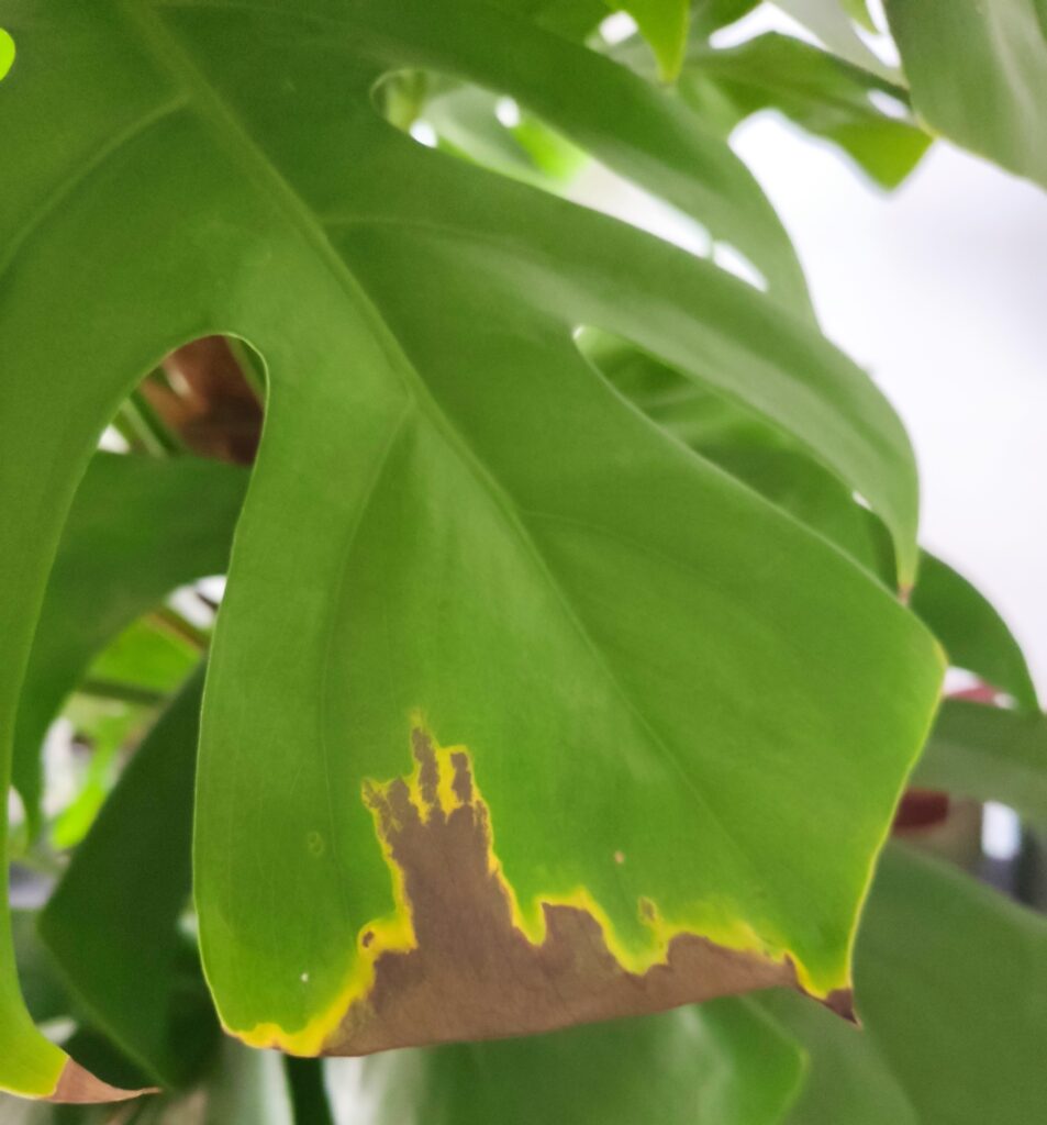 Jak pielęgnować monsterę? Tajniki uprawy i nawożenia - Mała Szklarnia