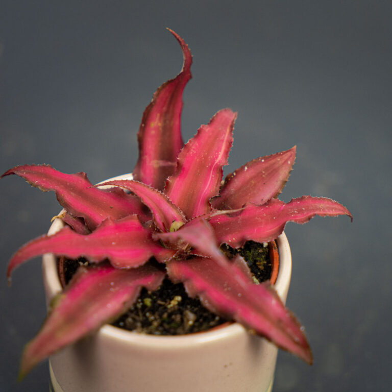 Skrytokwiat 'red star' (cryptanthus bivittatus) - Mała Szklarnia