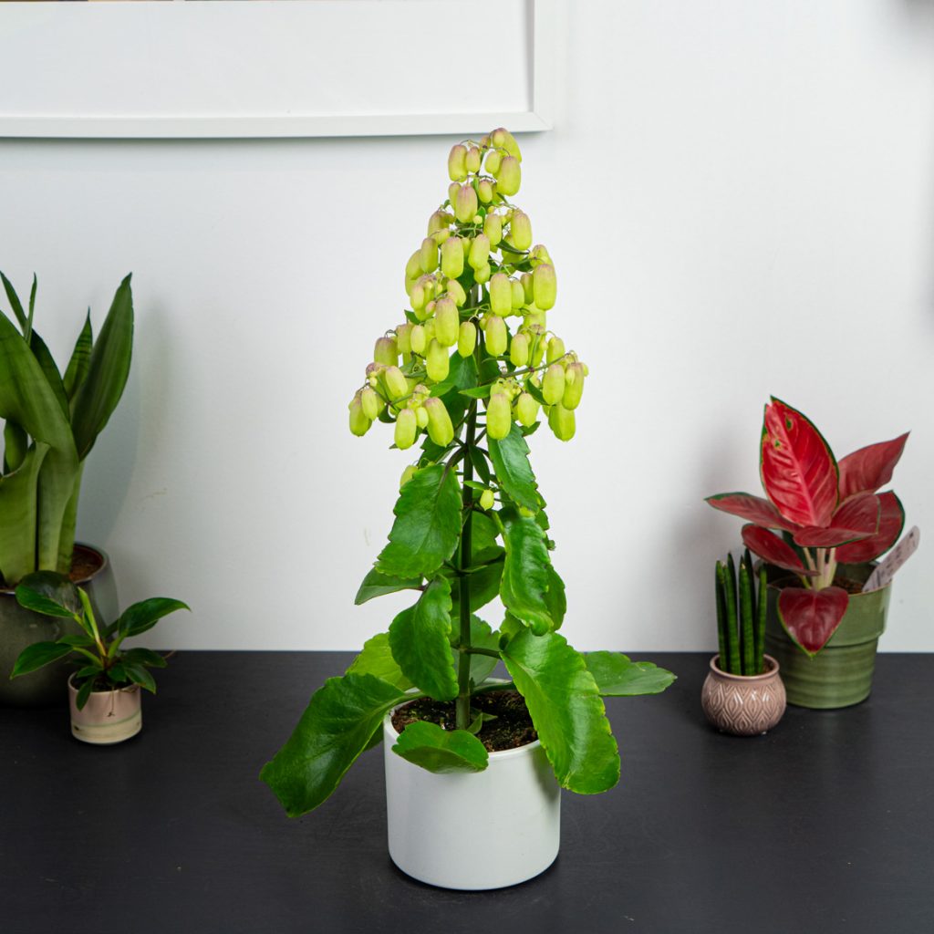 Kalanchoe magic bells - Sklep z roślinami Mała Szklarnia