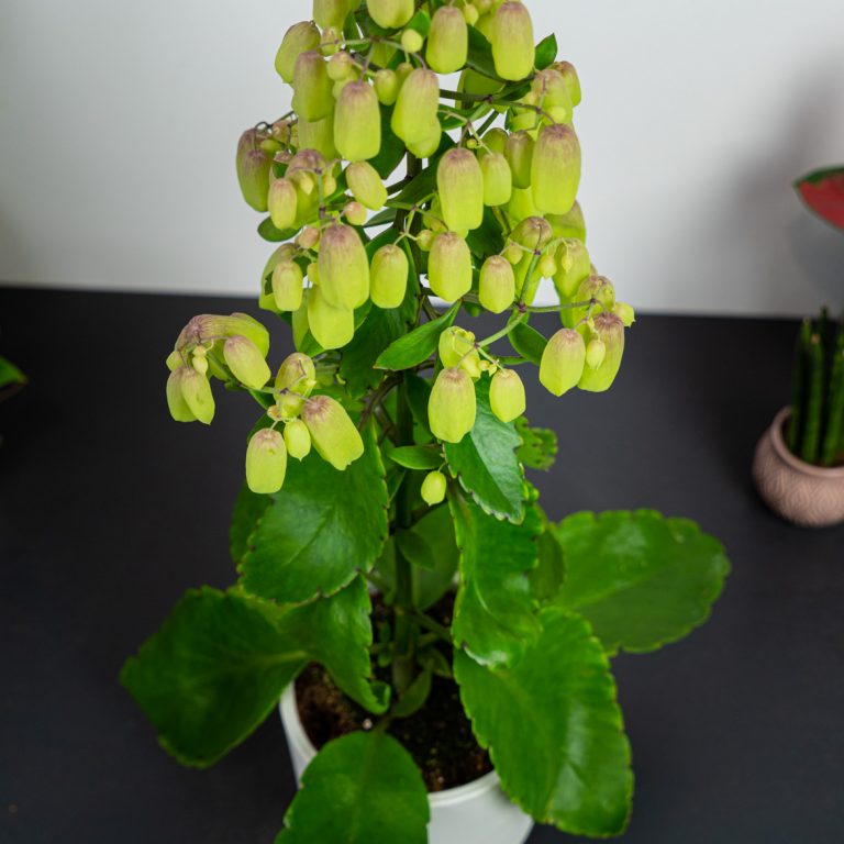Kalanchoe magic bells - Mała Szklarnia