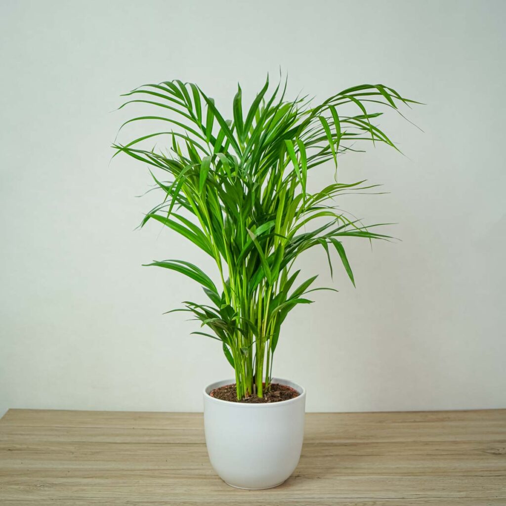 Palma areka (dypsis lutescens) – Mała Szklarnia