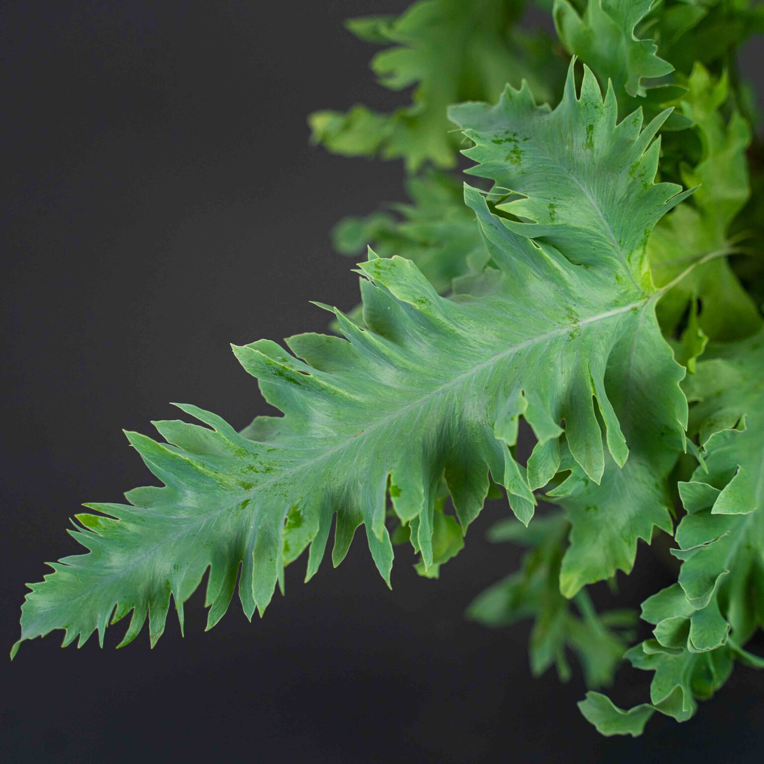 Phlebodium davana - Mała Szklarnia