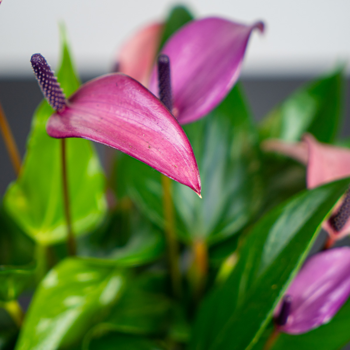 Anthurium zizou - Sklep z roślinami Mała Szklarnia