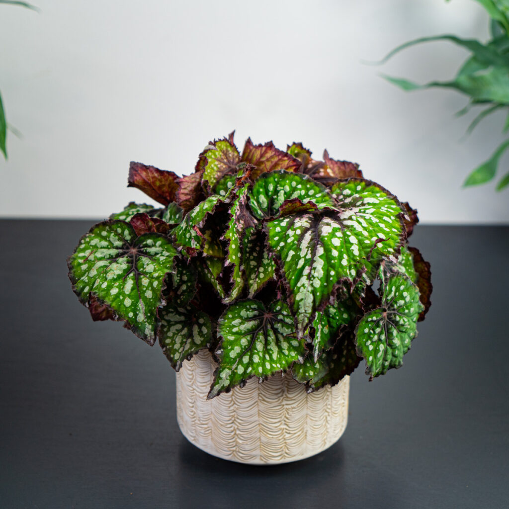 Begonia rex african jungle - Mała Szklarnia