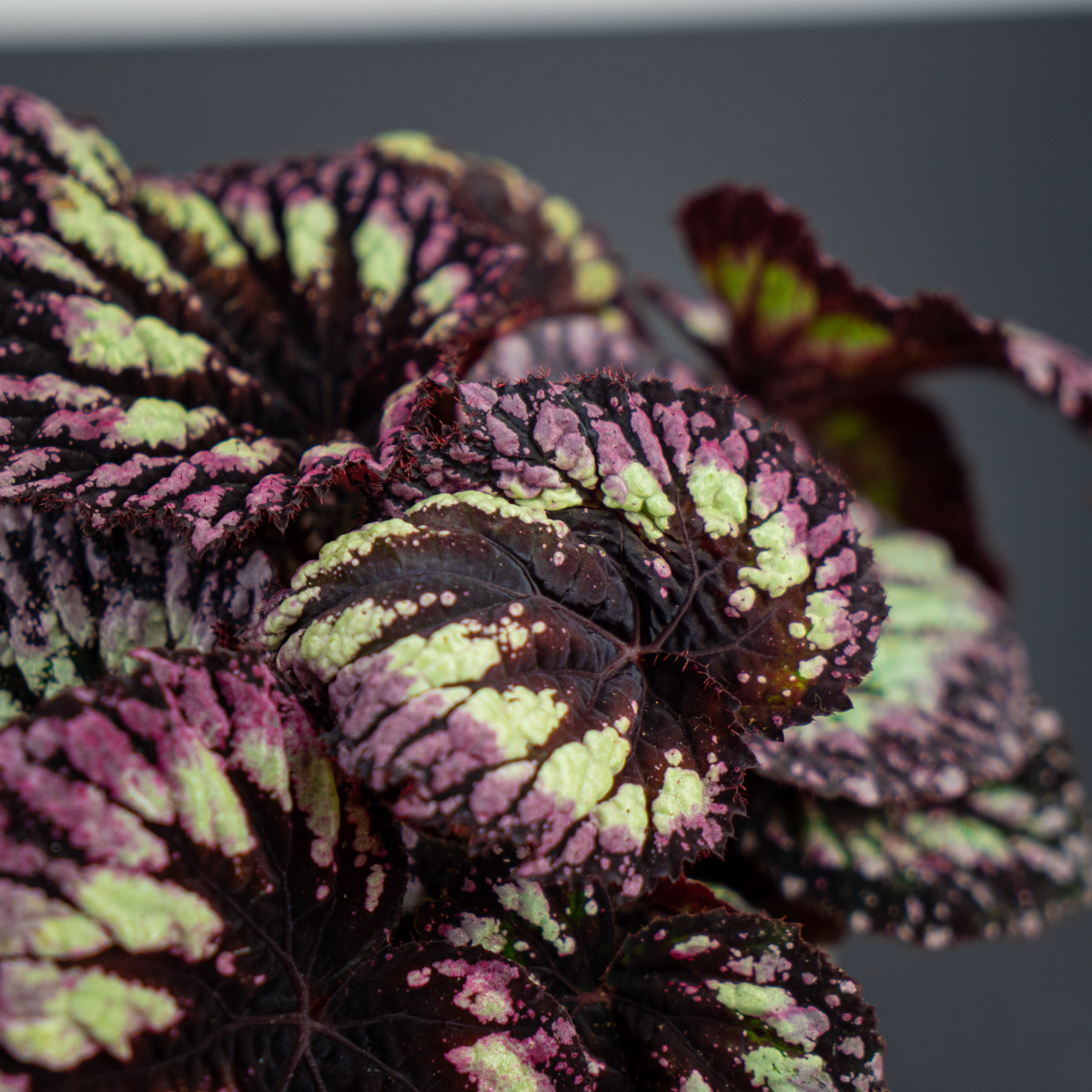 Begonia rex fireworks - Sklep z roślinami Mała Szklarnia