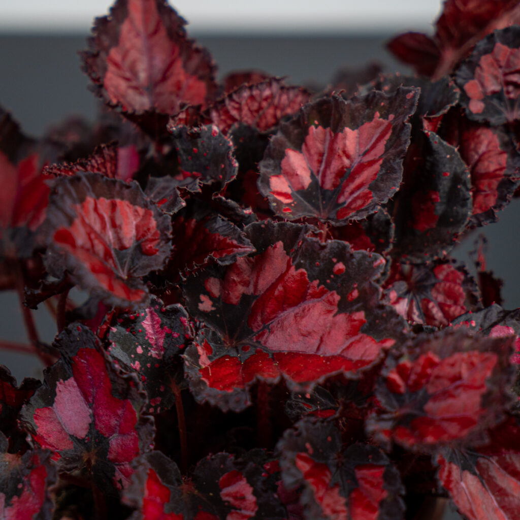 Begonia beleaf inca night - Mała Szklarnia