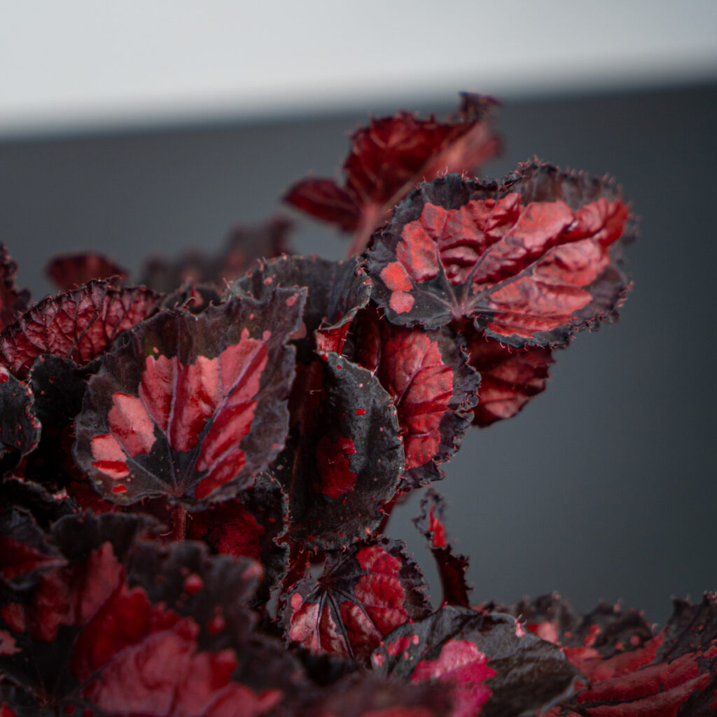 Begonia beleaf inca night - Mała Szklarnia