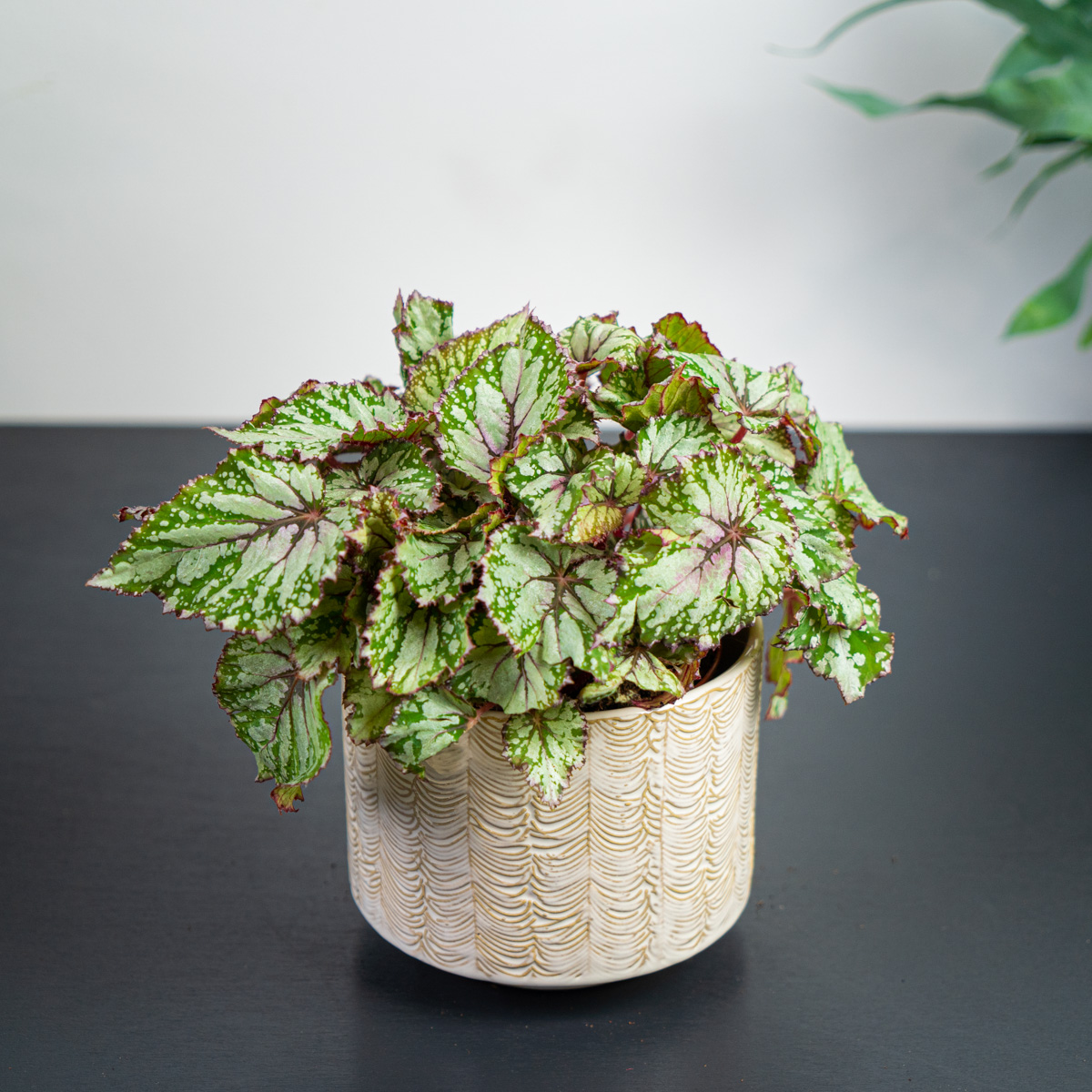 Begonia rex beleaf asian tundra - Sklep z roślinami Mała Szklarnia