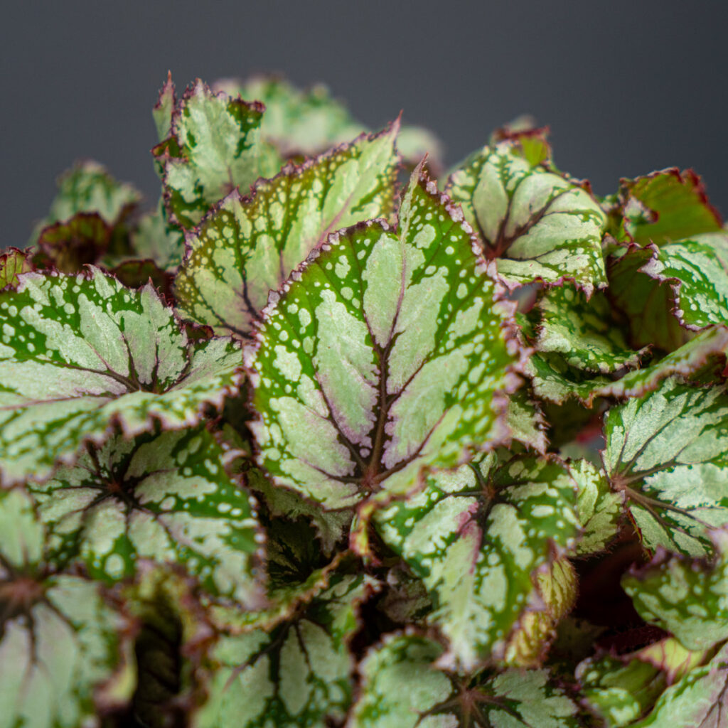 Begonia rex beleaf asian tundra - Mała Szklarnia