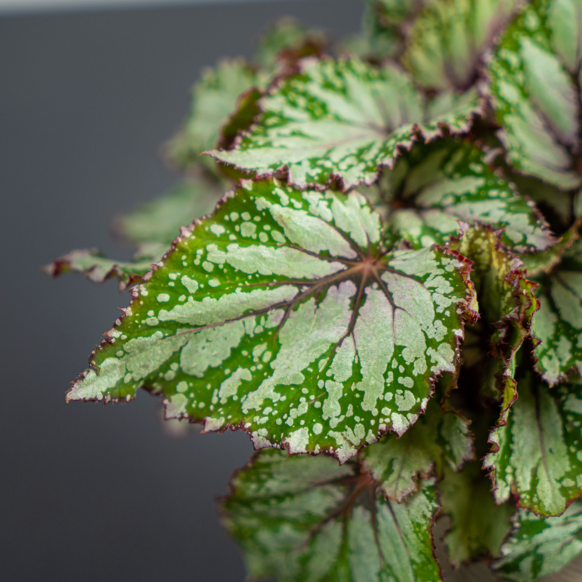 Begonia rex beleaf asian tundra - Sklep z roślinami Mała Szklarnia