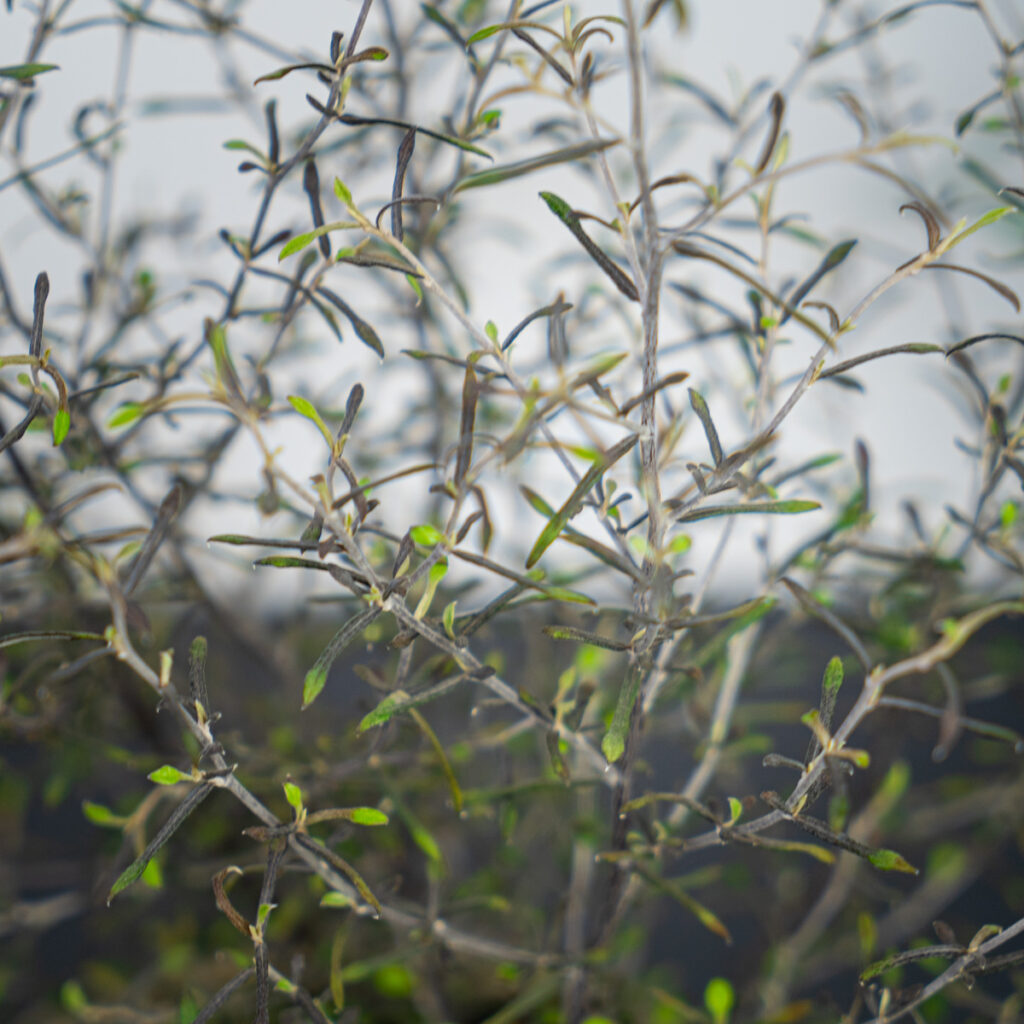 Corokia maori silver - Mała Szklarnia