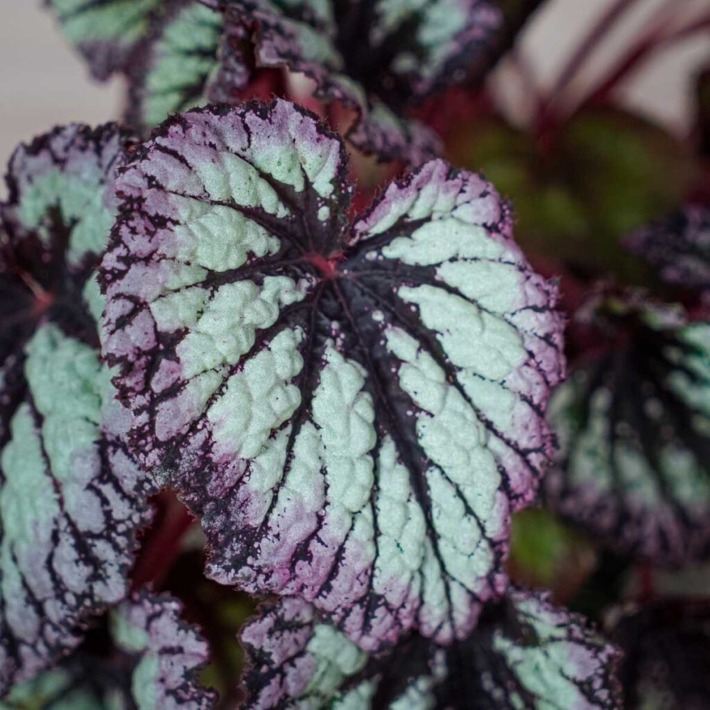 Begonia rex fireworks - Mała Szklarnia