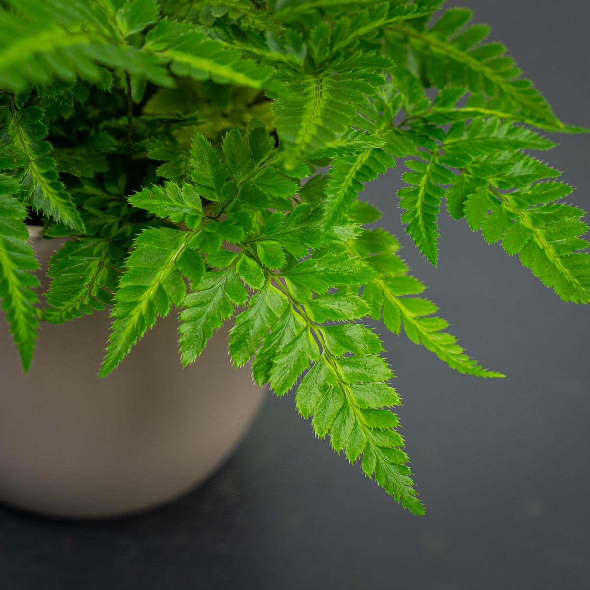 Paproć rumora - Sklep z roślinami Mała Szklarnia