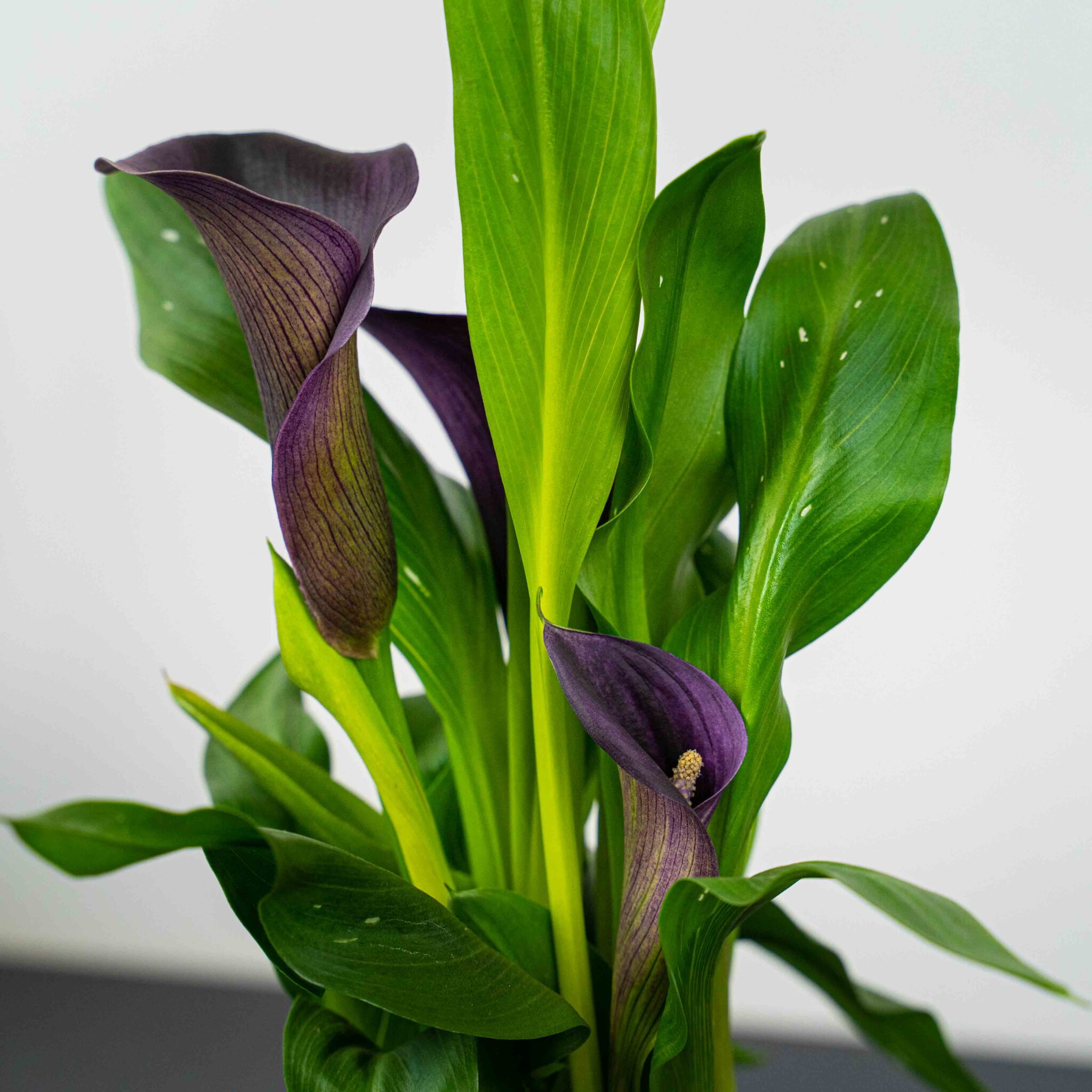 Zantedeschia purple moon (kalla) - Mała Szklarnia