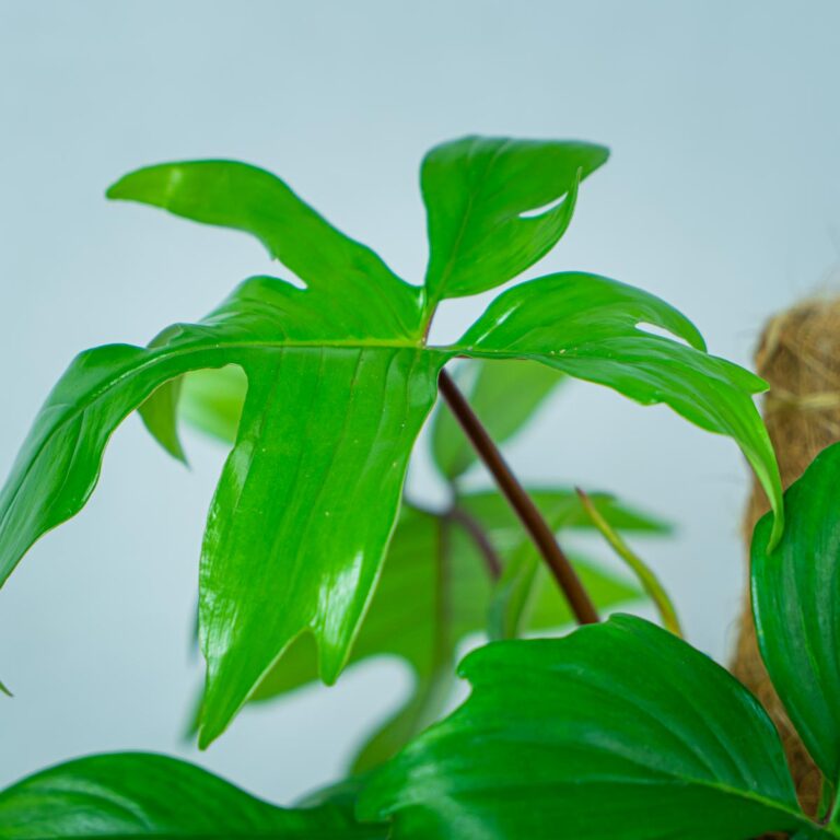 Philodendron pedatum red petiole - Mała Szklarnia