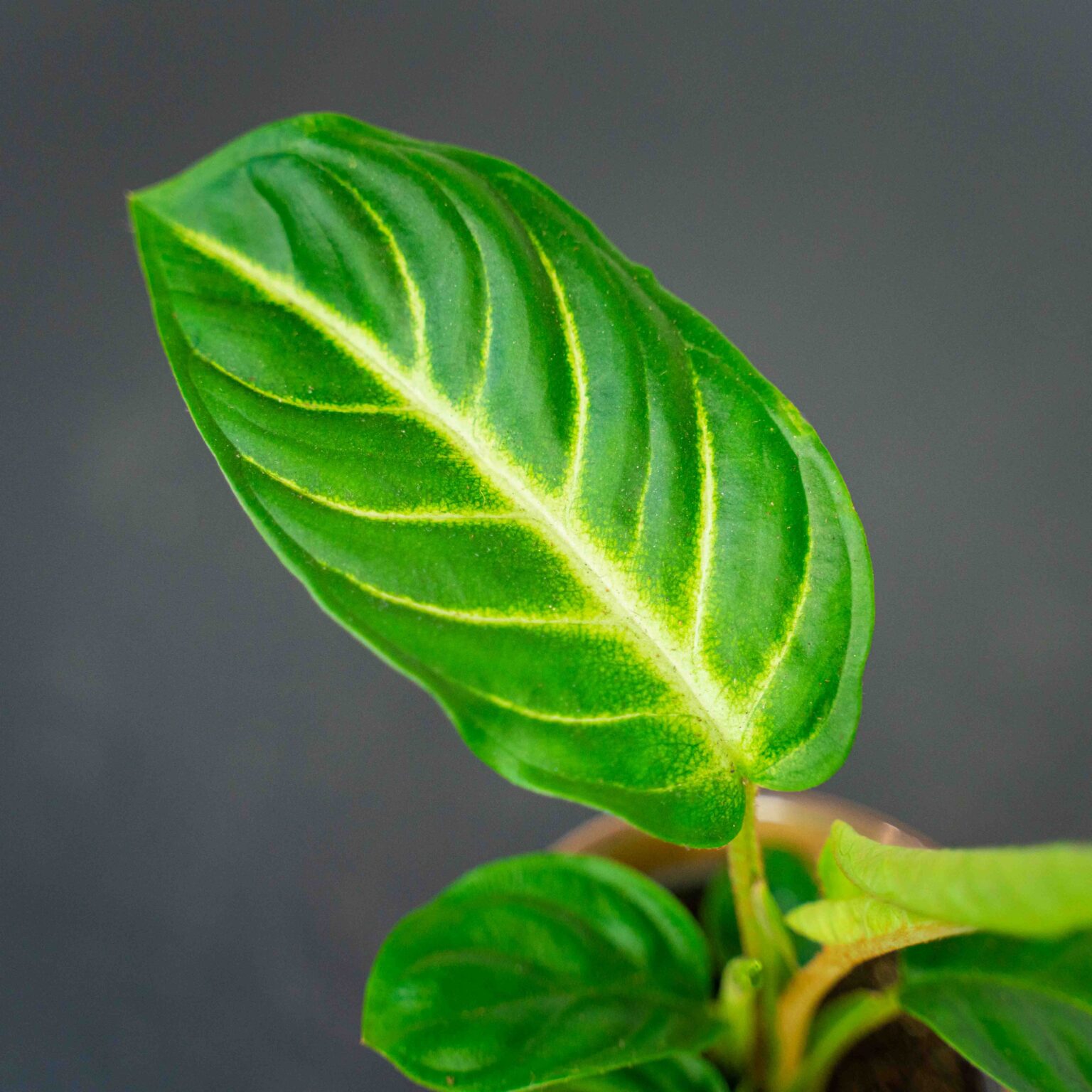 Xanthosoma lindenii (phyllotaenium) baby - Mała Szklarnia