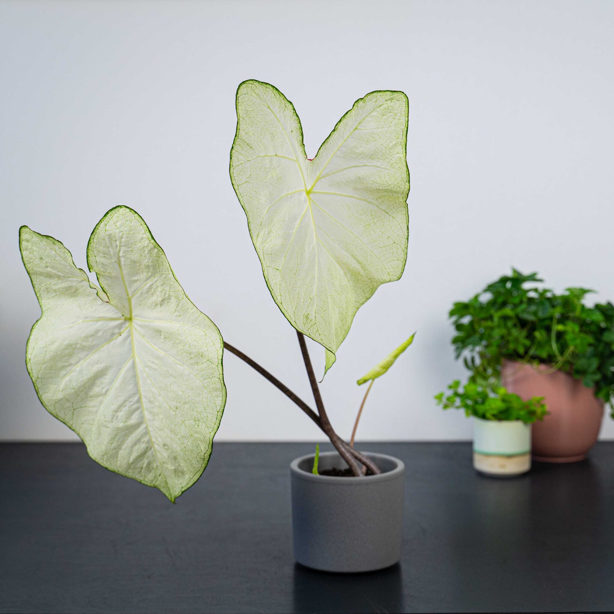 Caladium moonlight - Sklep z roślinami Mała Szklarnia