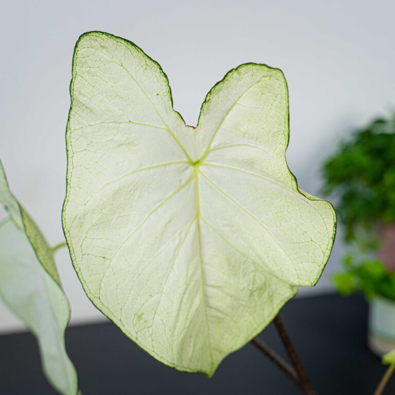 Caladium moonlight - Mała Szklarnia