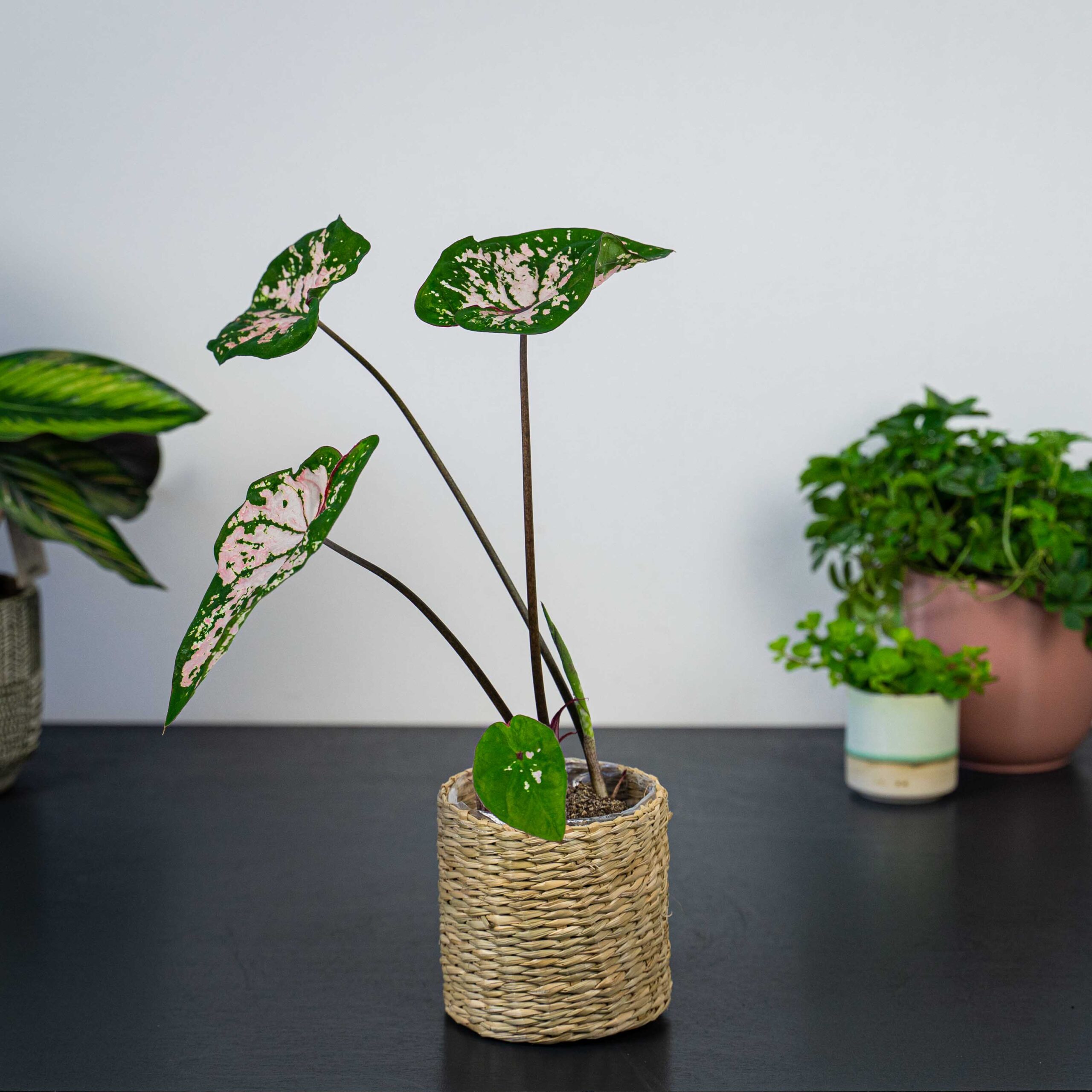 Caladium florida elise - Sklep z roślinami Mała Szklarnia