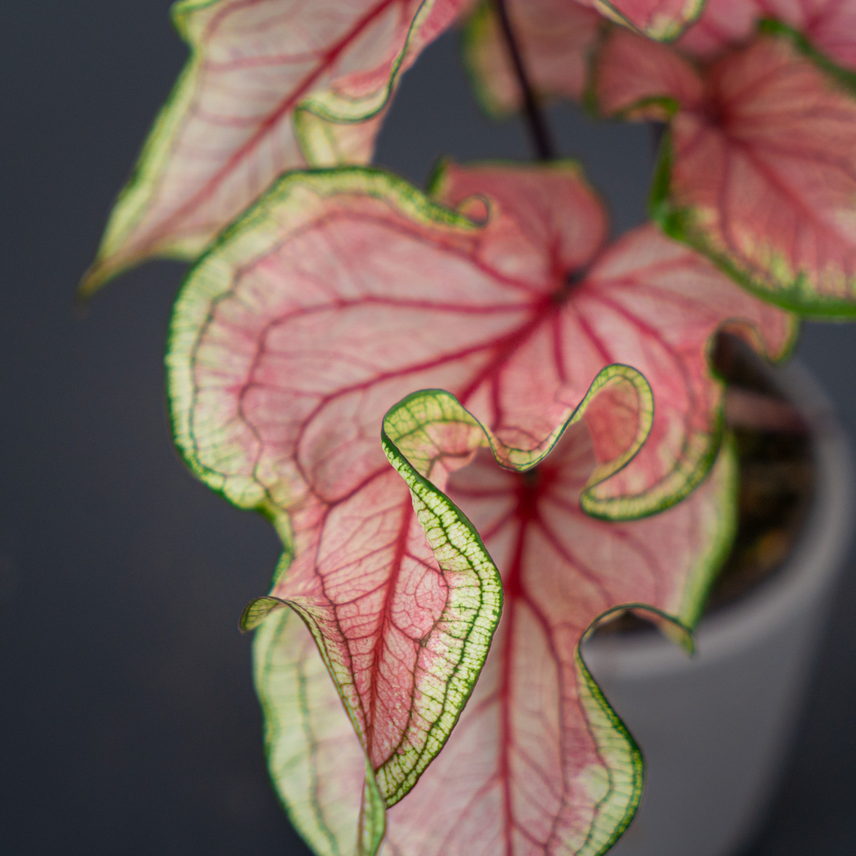 Caladium sweetheart - Sklep z roślinami Mała Szklarnia