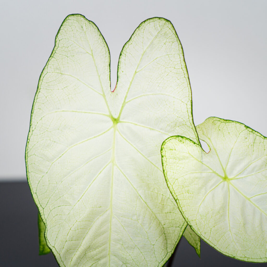 Caladium moonlight - Mała Szklarnia