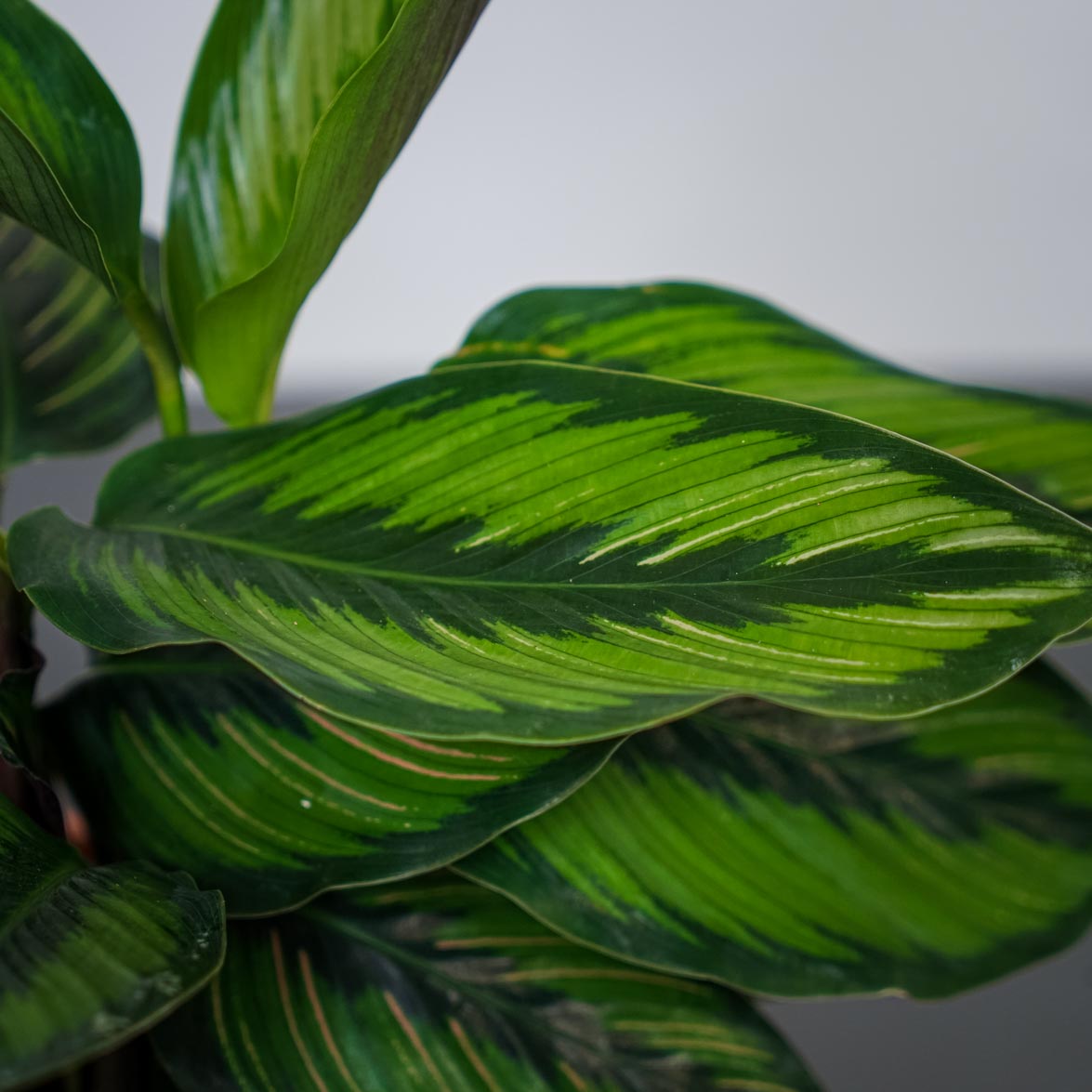 Calathea beauty star - Mała Szklarnia