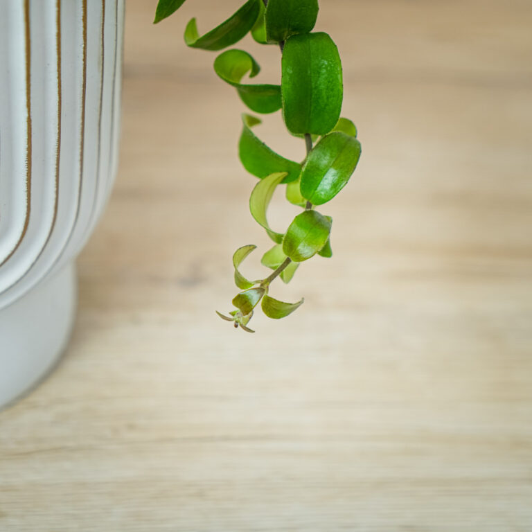 Eszynantus rasta (aeschynanthus) - Mała Szklarnia