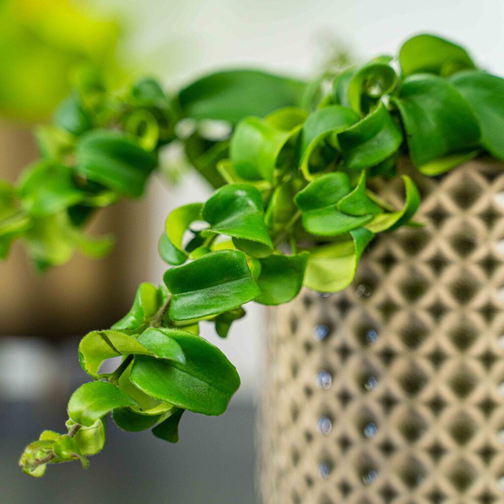 Eszynantus rasta (aeschynanthus) - Sklep z roślinami Mała Szklarnia