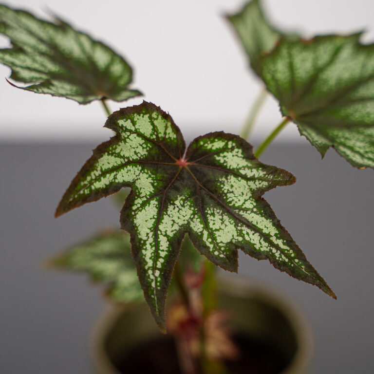 Begonia little brother montgomery - Mała Szklarnia