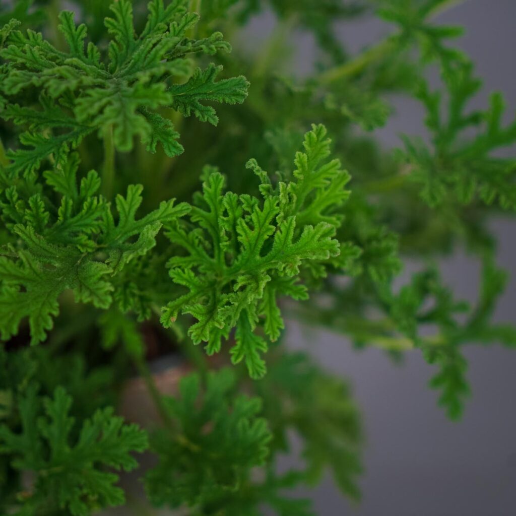 Geranium 'anginka' (pelargonium graveolens) - Mała Szklarnia