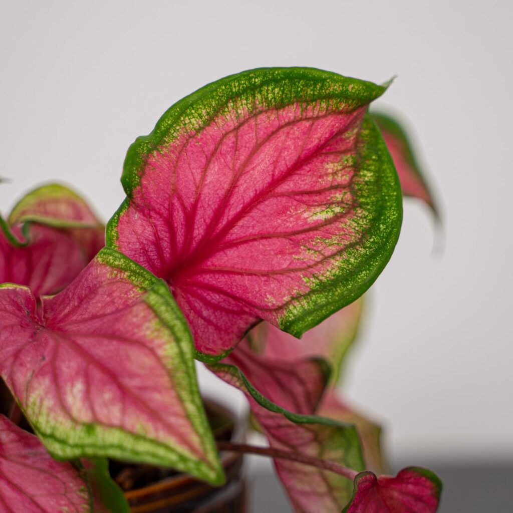 Caladium sweetheart - Mała Szklarnia